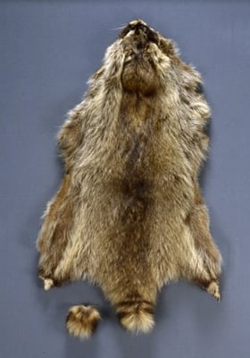 Fur Trade in Minnesota | MNopedia