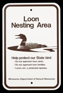 Common Loon | MNopedia