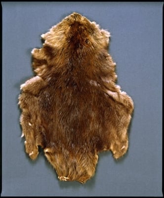 Fur Trade in Minnesota | MNopedia