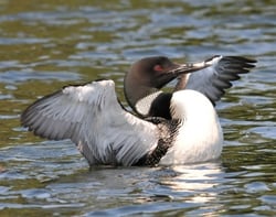 Common Loon | MNopedia