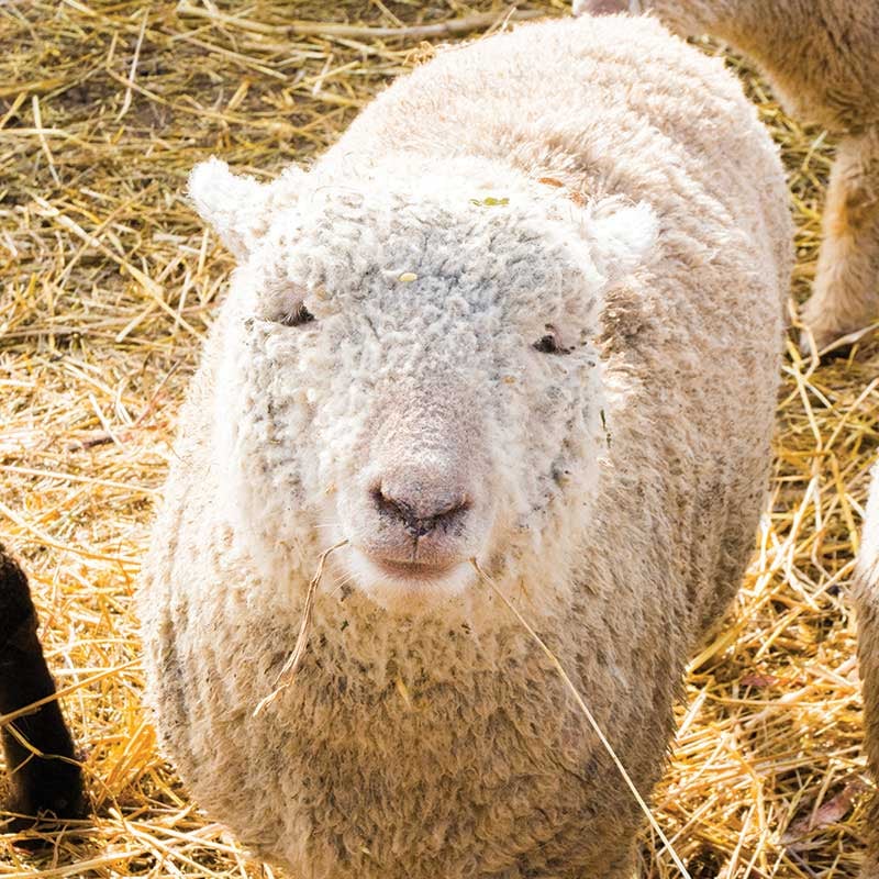 Animals | Minnesota Historical Society